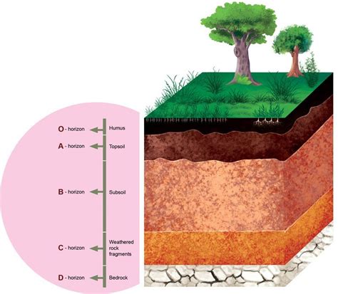 Image result for Humus Earth Science
