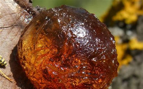 Image result for How to Clean Tree Resin