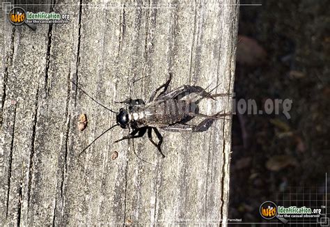 Image result for Cricket Insect Identification