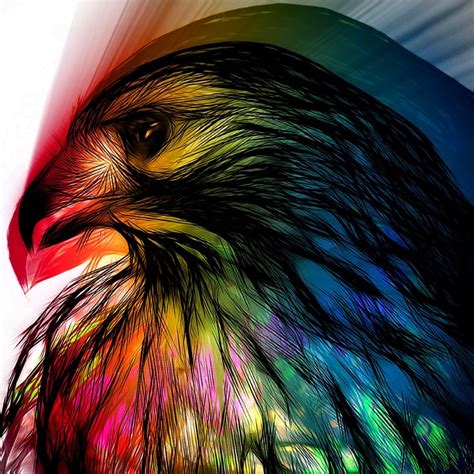 Image result for Hawk Drawing Colors