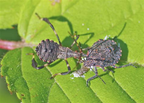 Image result for Ash Tree Bug