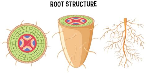 Image result for Root Structure and Function