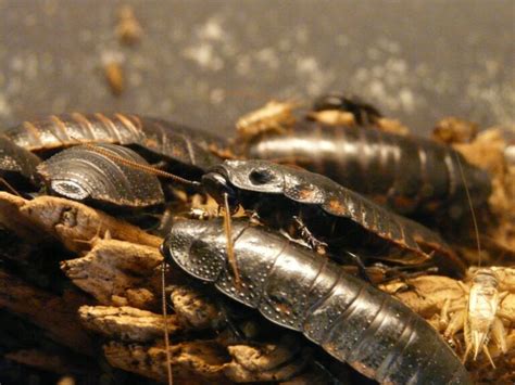 Image result for Pet Cockroach