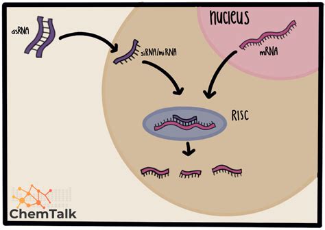 Image result for RNA Interference