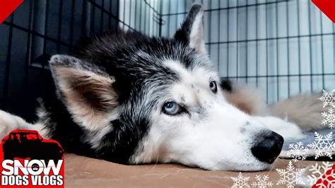 Image result for Snow Dogs Vlogs Mail