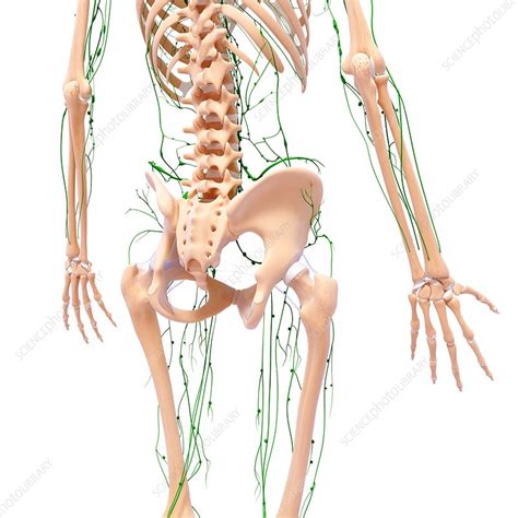 Image result for Female Lymphatic System