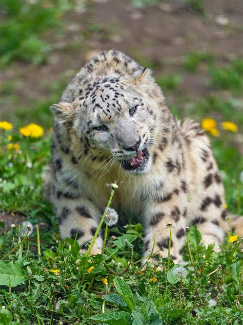 Image result for Snow Leopard Eating