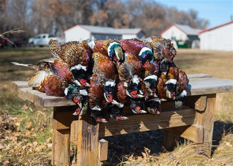 Image result for Goose Hunts