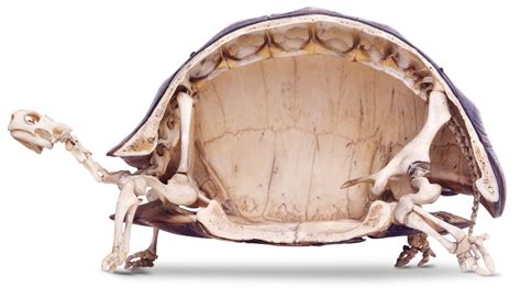Image result for Tortoise Body Parts
