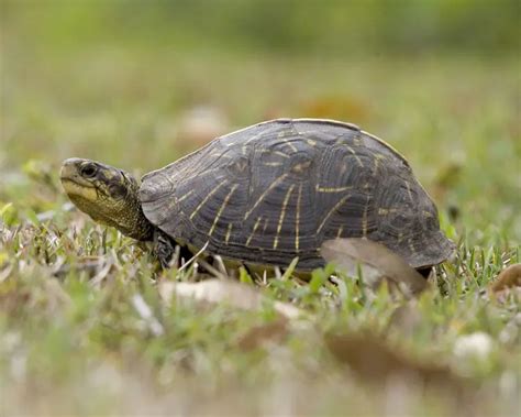 Image result for Box Finding Turtle