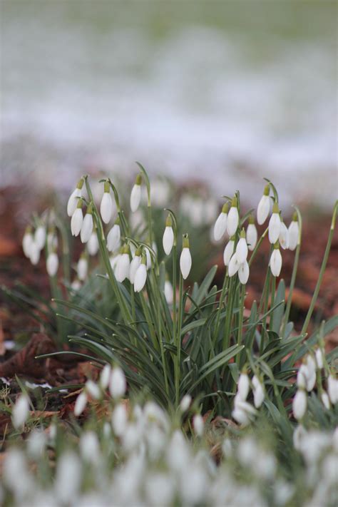 Image result for Snowdrop Pictures Free