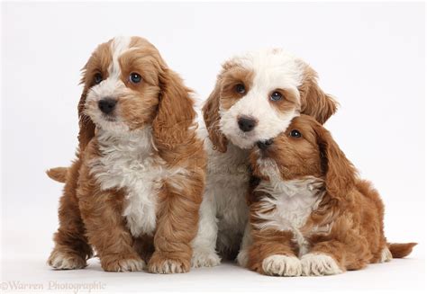 Image result for Red and White Cockapoo