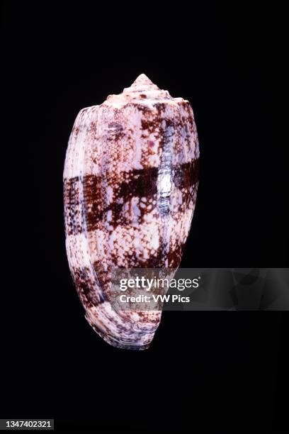 Image result for Venomous Sea Shell