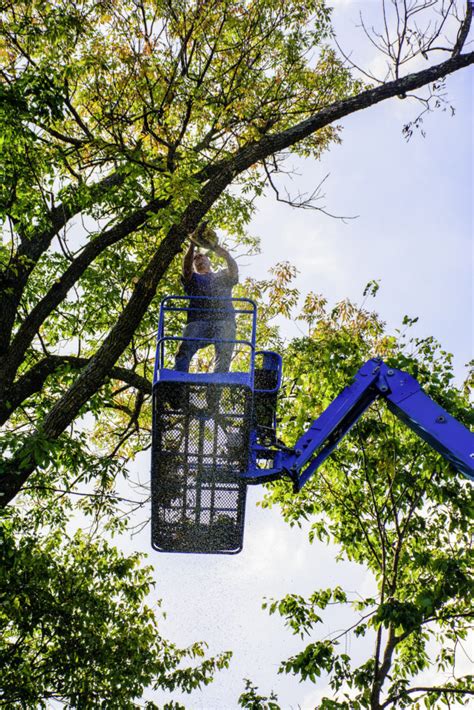 Image result for Tree Lift