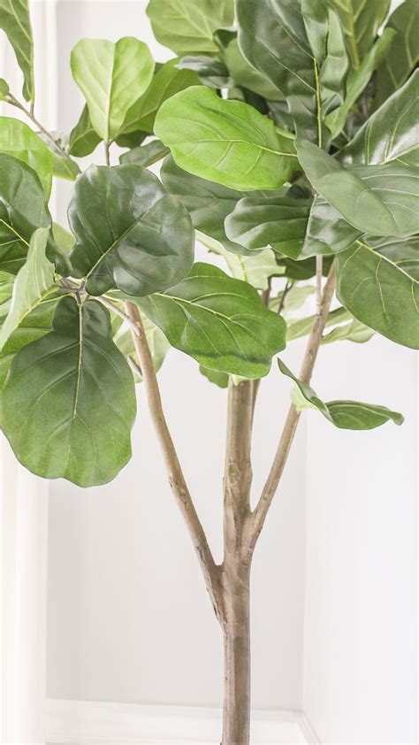 Image result for Fake Fiddle Fig Tree