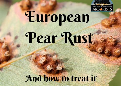 Image result for Pear Tree Rust Treatment