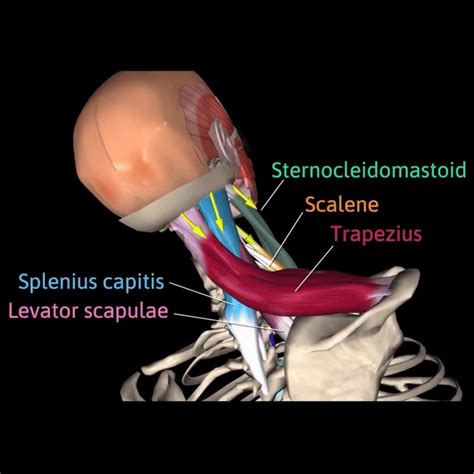Image result for Normal Neck Rotation