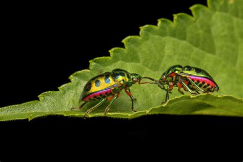 Image result for Most Beautiful Insects