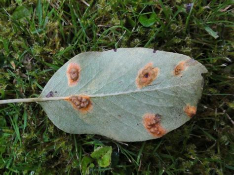 Image result for Pear Rust Distribution Map