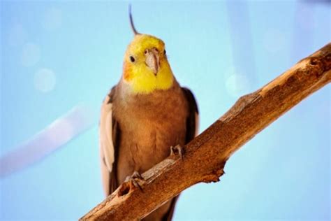 Image result for Cockatiel Behavior