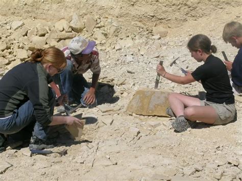 Image result for Fossil Digging