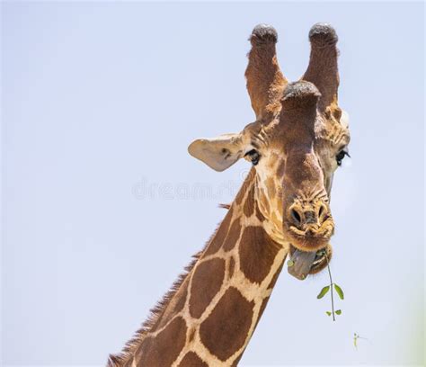 Image result for Reticulated Python Mouth