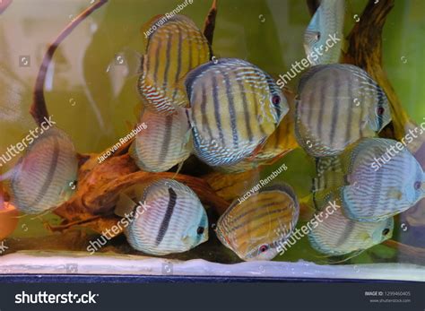 Image result for Discus Fish School