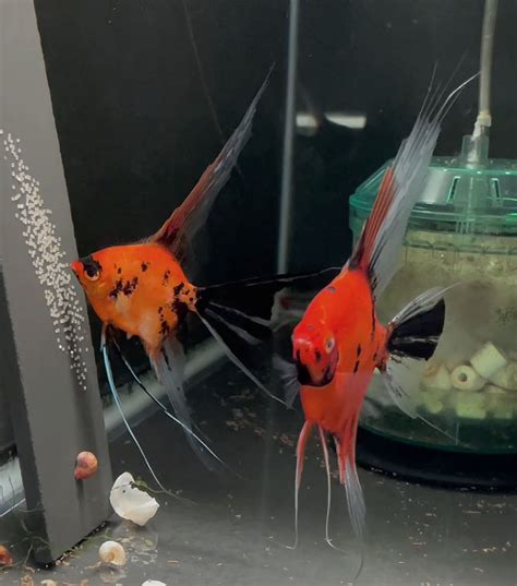 Image result for Angelfish Breeding