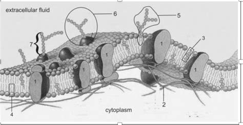 Animal cell membrane Diagram | Quizlet