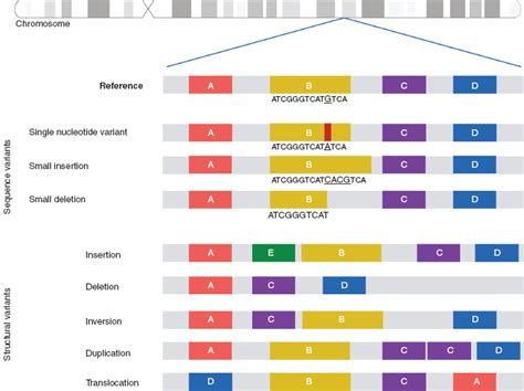 Image result for Normal Variation Genetics