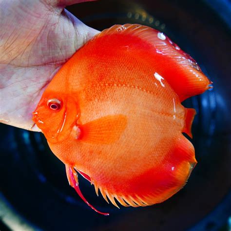 Image result for Red Melon Discus