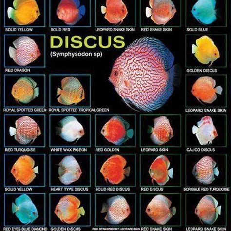 Image result for Discus Types and Colours
