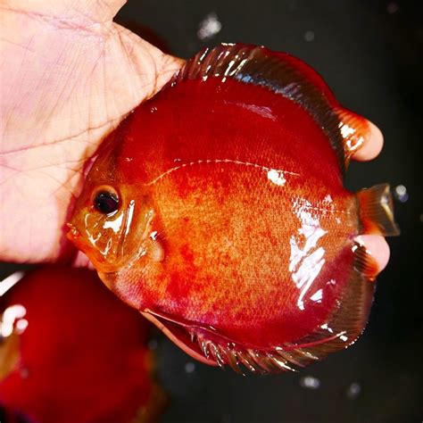 Image result for Red Coral Discus