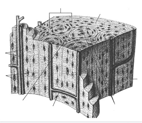 Image result for Compact Bone Cross Section