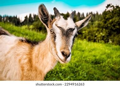 Image result for Goats Smiling