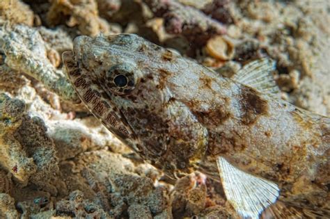 Image result for Lizard Fish