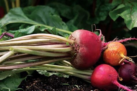 Image result for Color of Beets
