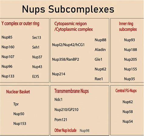 Image result for Nuclear Pore Complex Structure Model
