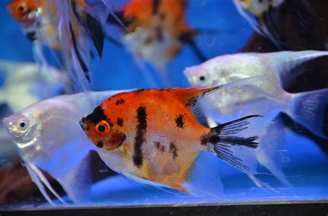 Image result for Discus vs Angelfish