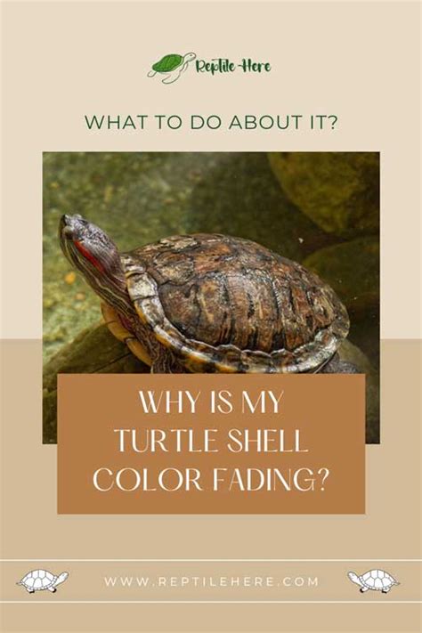 Image result for Turtle Shell Color