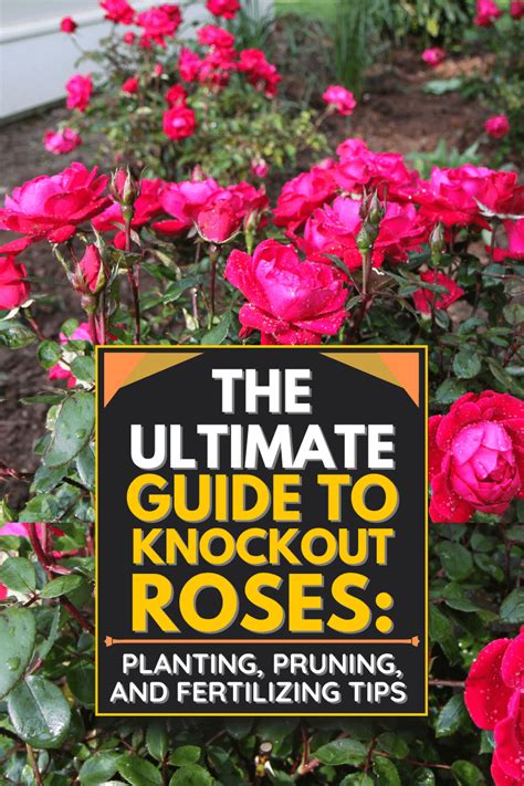 Image result for Pruning Knockout Roses for Spring