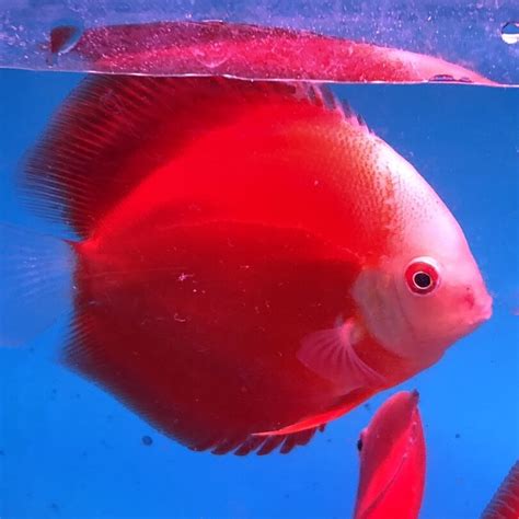 Image result for Red Melon Discus