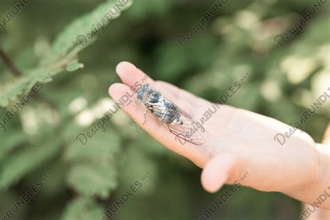 Image result for Chirping Insect