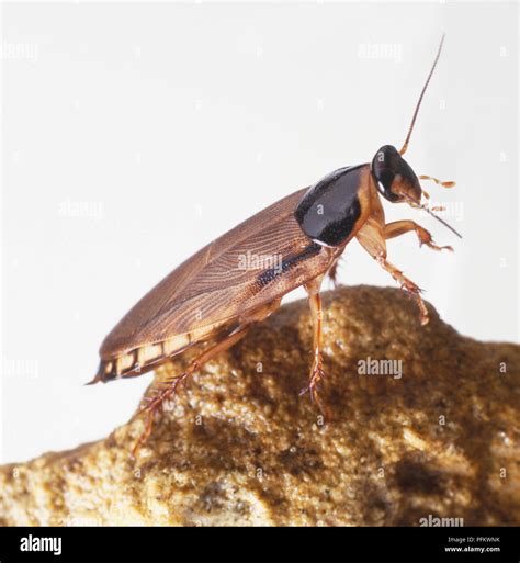 Image result for Cockroach Side View