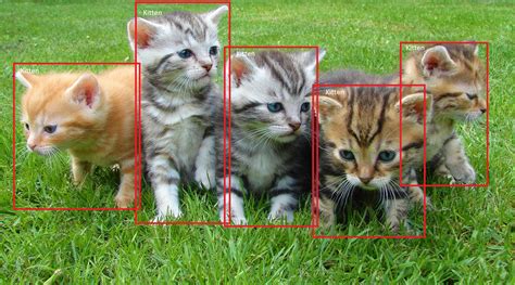 Image result for Tensorflow Lite Object Detection