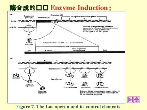 Image result for Operon Structure
