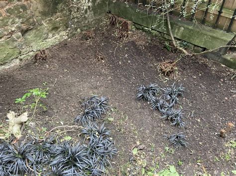 Image result for Spring Yard Clean Up Pruning