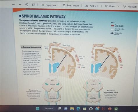 Image result for Spinothalamic Pathway Content