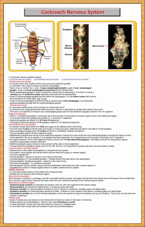 Image result for Cockroach Nervous System