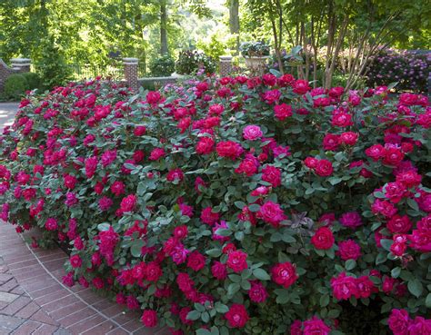 Image result for Pruning Knockout Roses for Spring